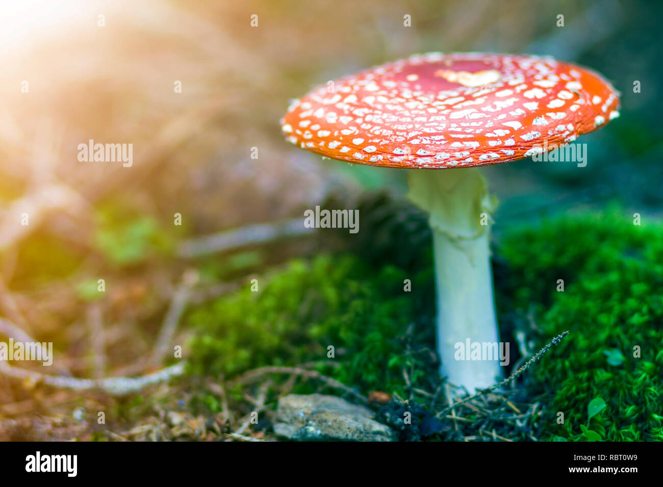 Red white-dotted toxic poisonous fly agaric mushroom, toadstool or Amanita muscaria growing in ...