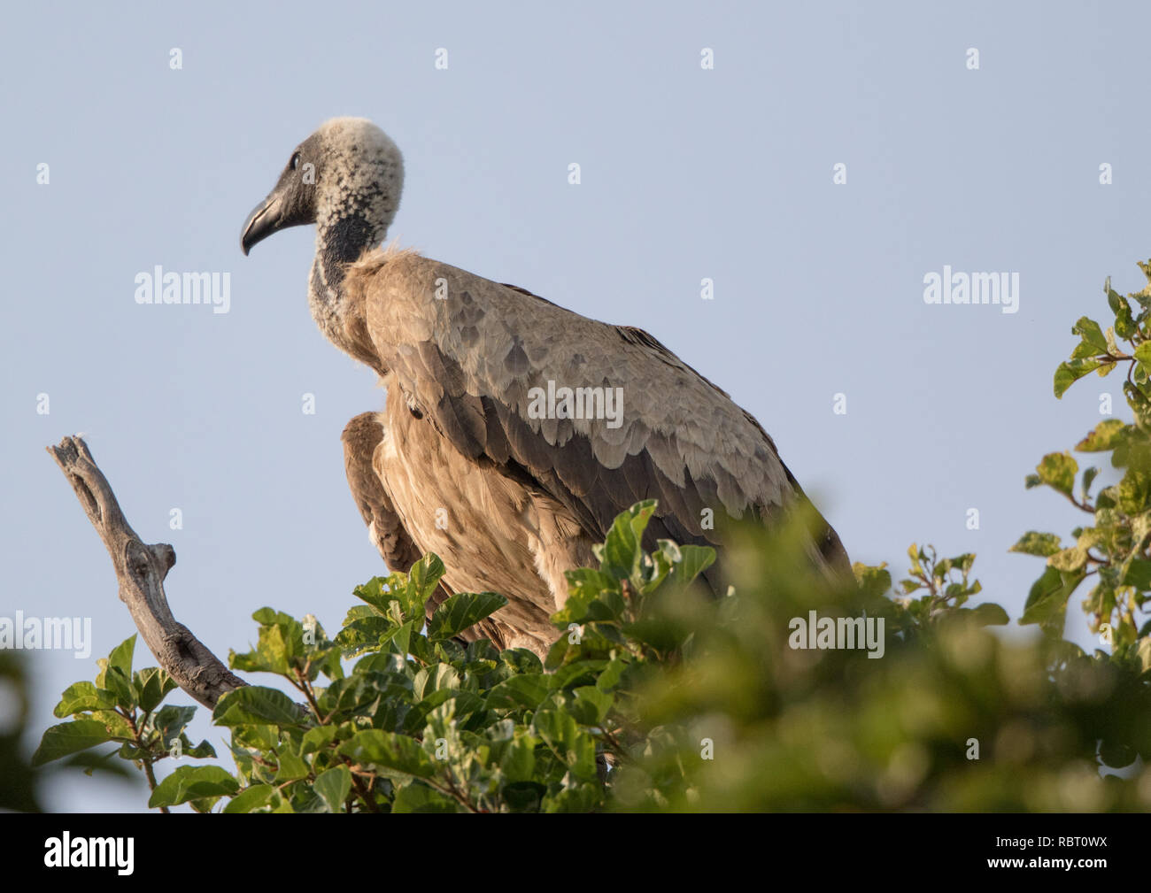 African White-Backed Vulture (Gyps africanus Stock Photo - Alamy