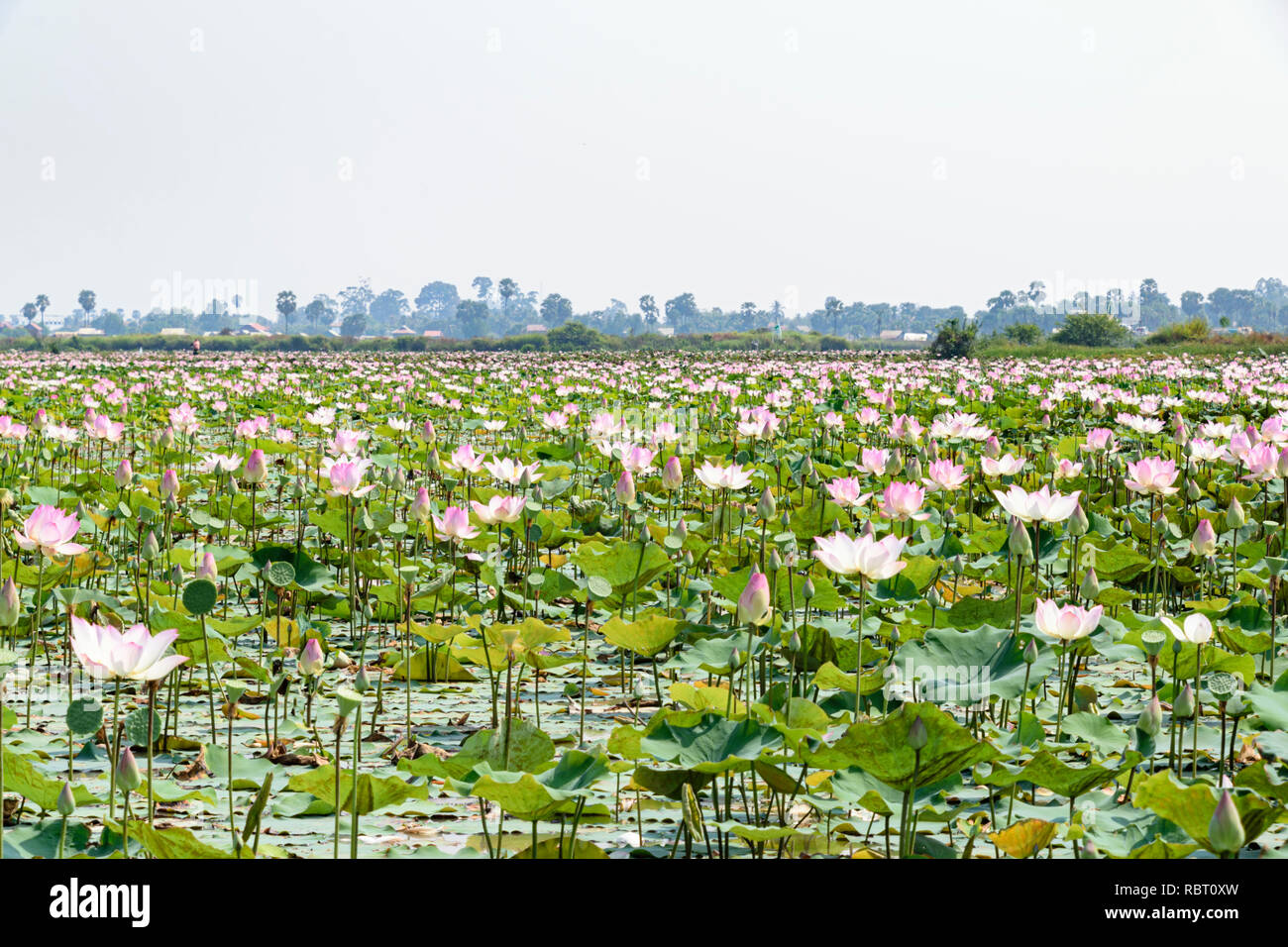 Cambodia, Tonle Sap - March 2016: Lotus farm - 'fields' of lotus plants ...
