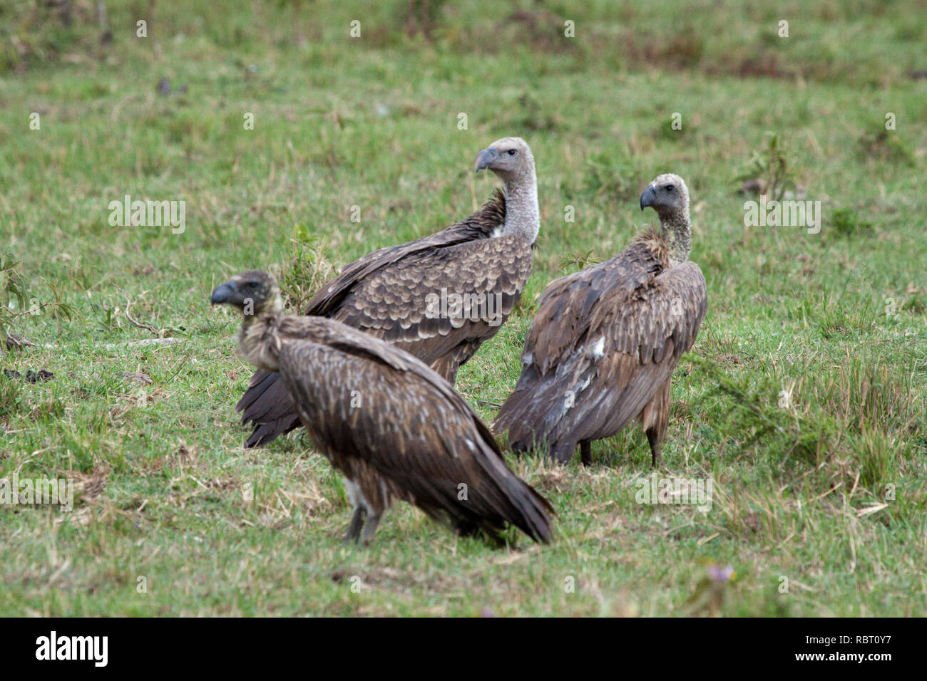 African White-Backed Vulture (Gyps africanus Stock Photo - Alamy