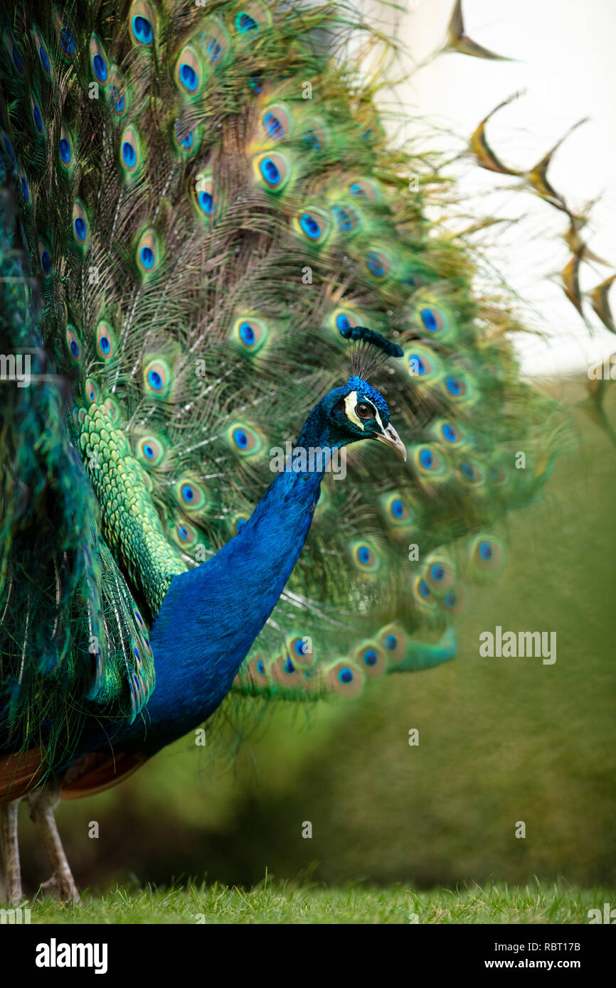 Peacock profile hi-res stock photography and images - Alamy