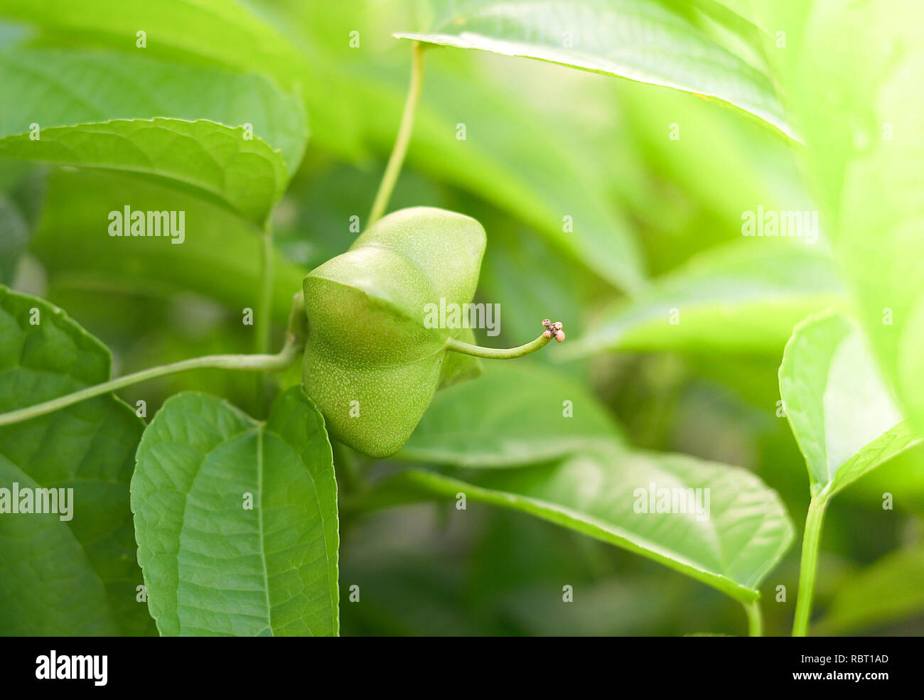 Sacha inchi palnt / Green fresh sacha Inchi seed or inca peanut growing ...