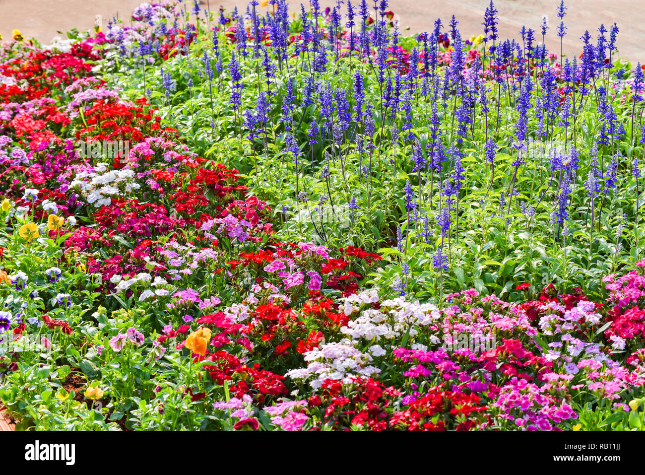Colorful garden flower - Multi color Flora background landscape plant ...