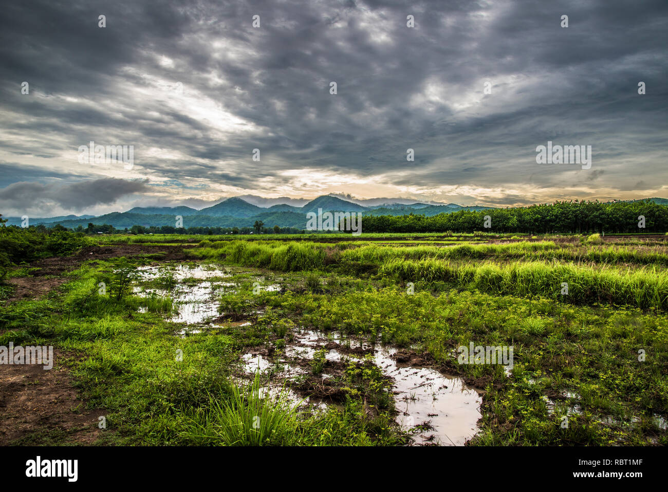 Rain clouds the storm on field / The thunder storm clouds on sky gloomy ...