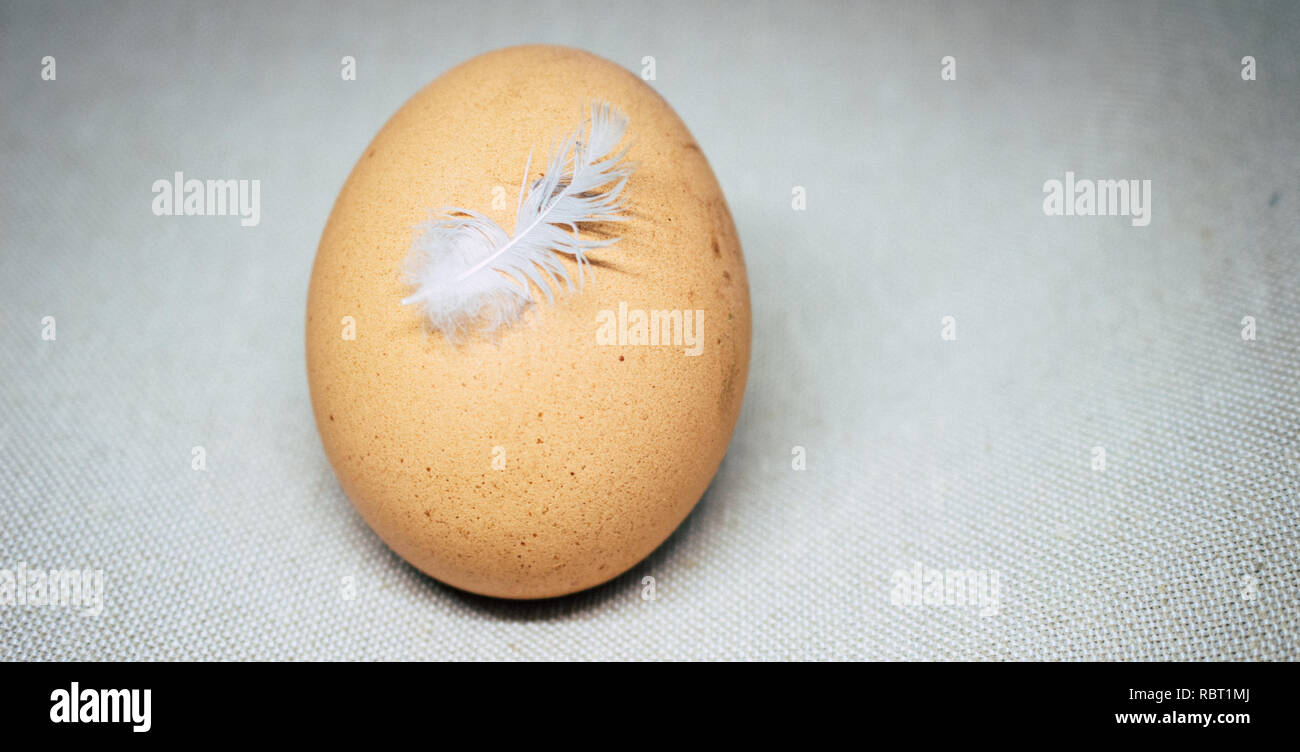 Egg. Hen egg and feather isolated over beige Stock Photo - Alamy