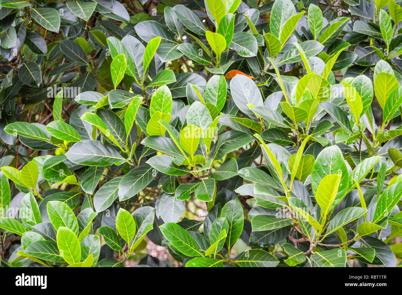 Jackfruit tree / Green leaf of Jackfruit plant in the tropical garden ...