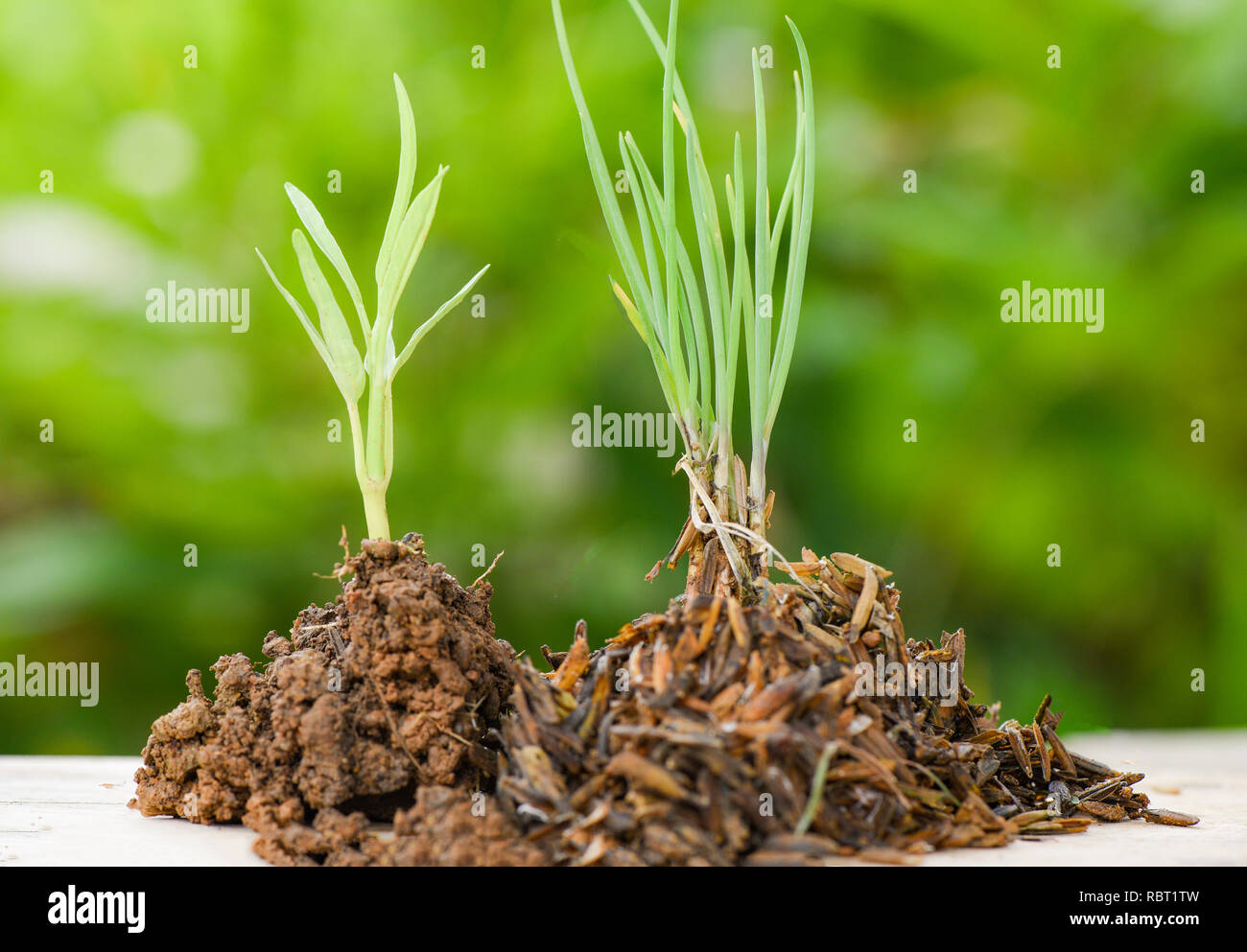 plant growing on soil / soil on wood with green young plants growing ...