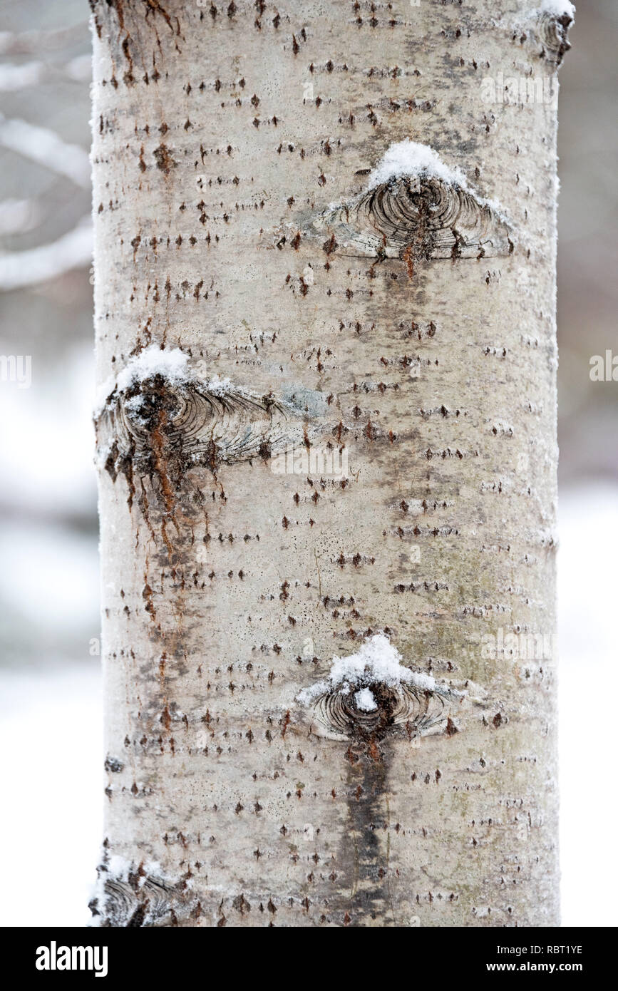 Snow accumulating on branch scars on a Paper Birch trunk, Northeast ...