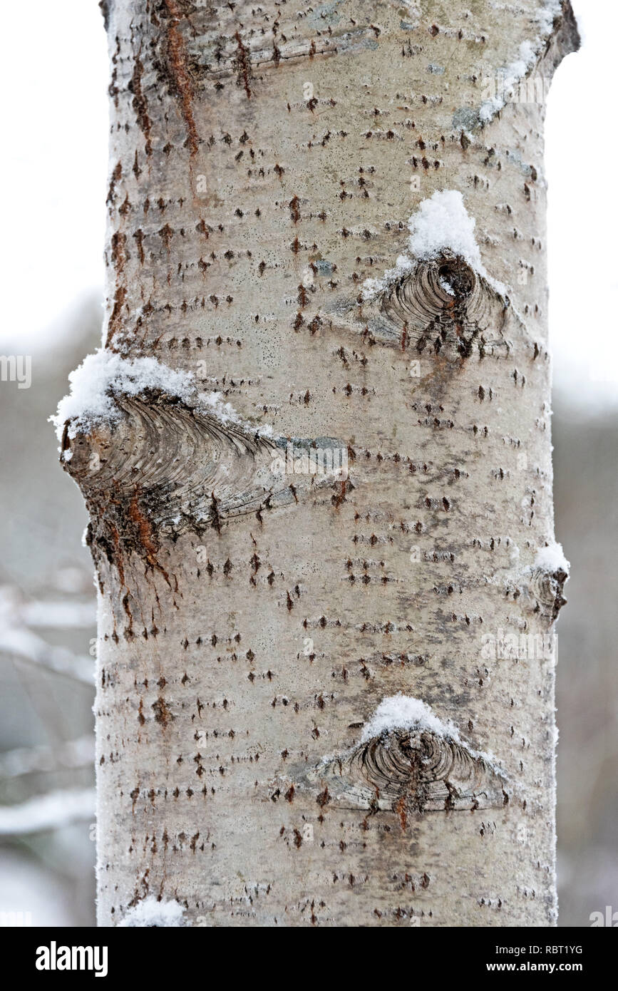 Snow accumulating on branch scars on a Paper Birch trunk, Northeast ...