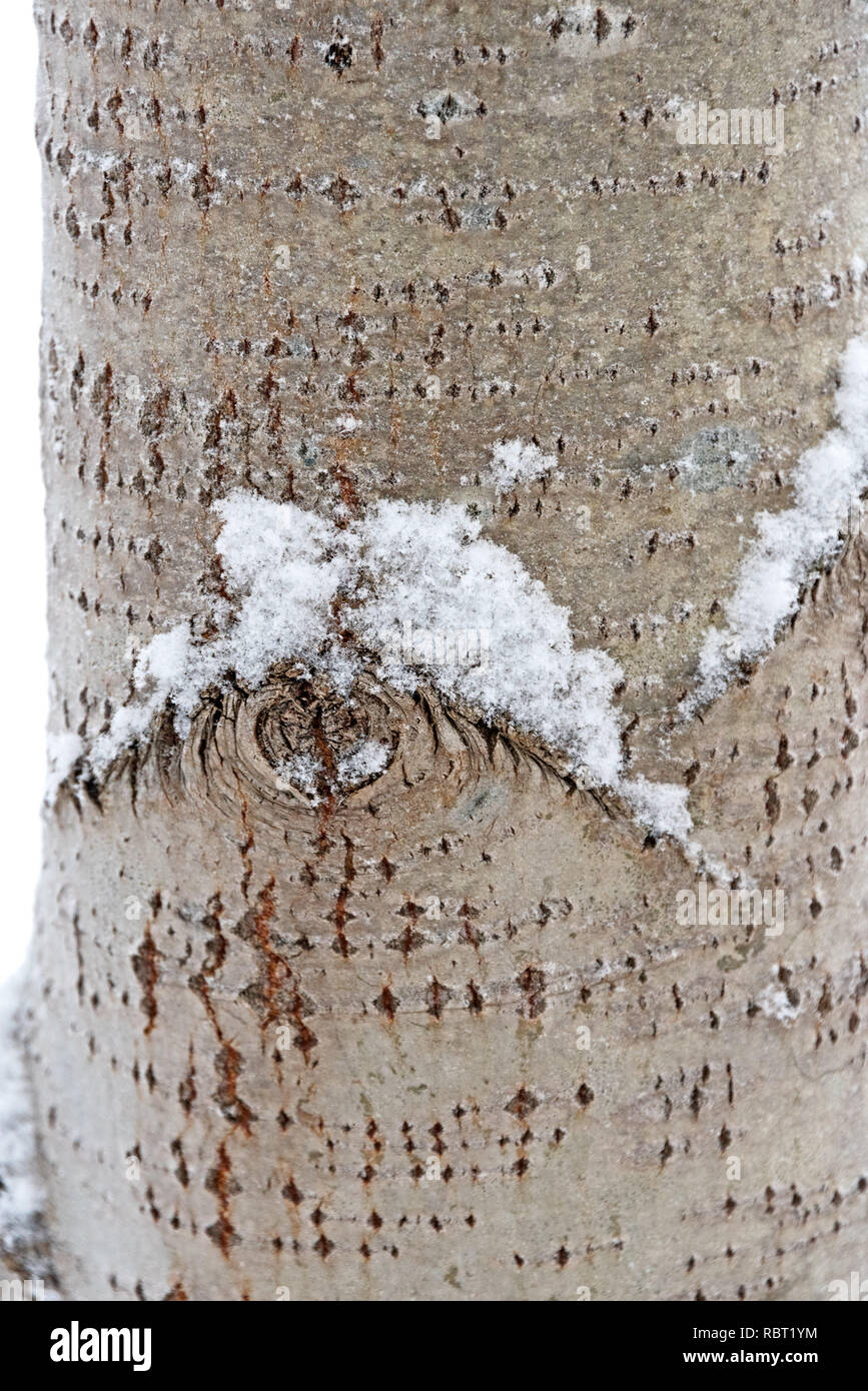 Snow accumulating on branch scars on a Paper Birch trunk, Northeast ...