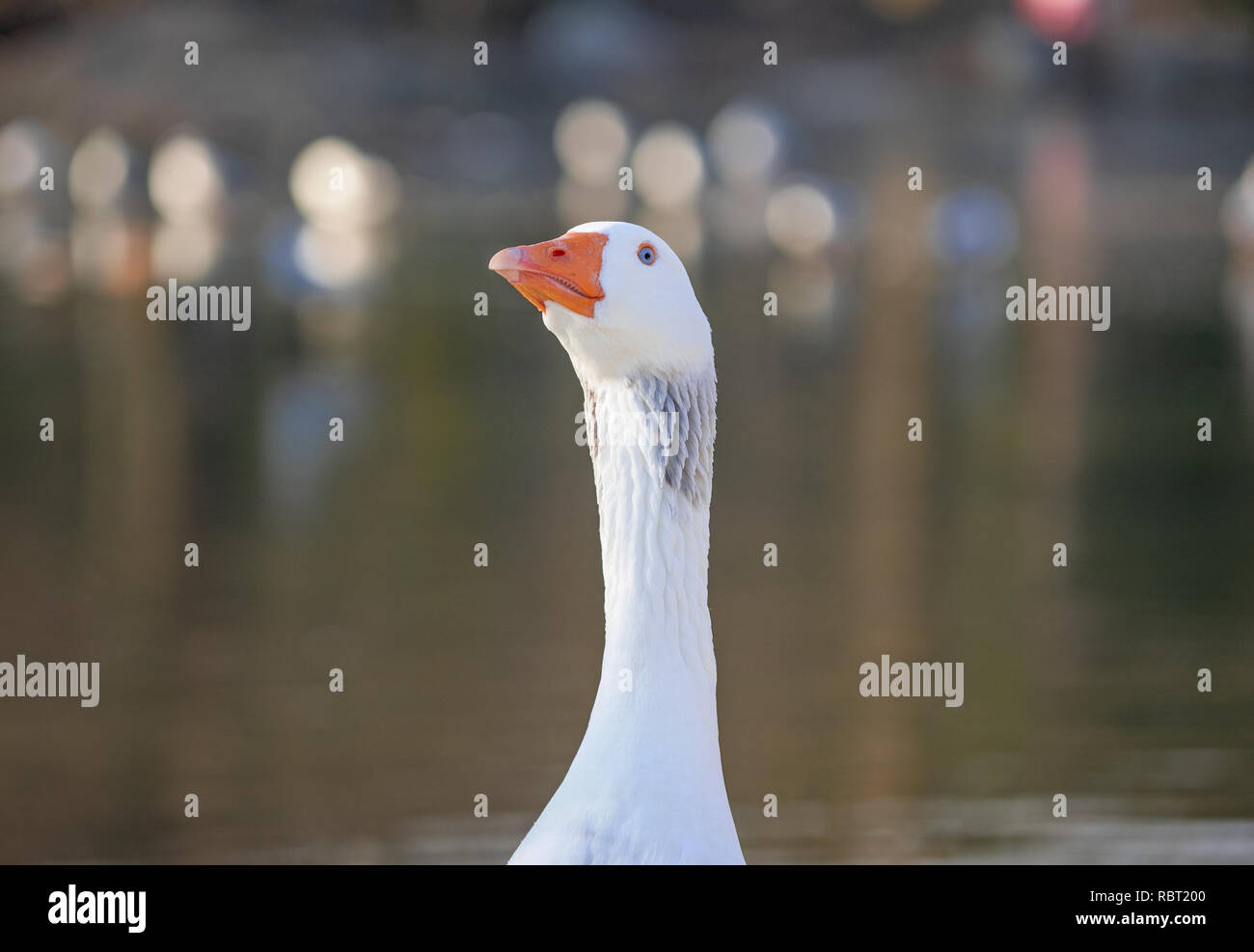 Goose with blue eyes hi-res stock photography and images - Alamy