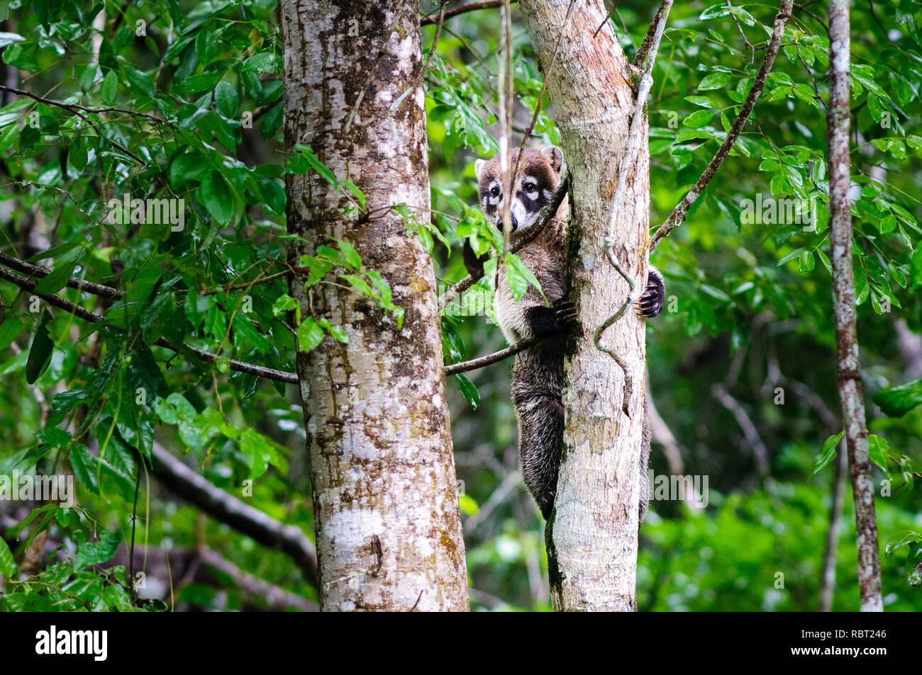 White-nosed coati climbing a tree of the Calakmul biospere reserve in ...