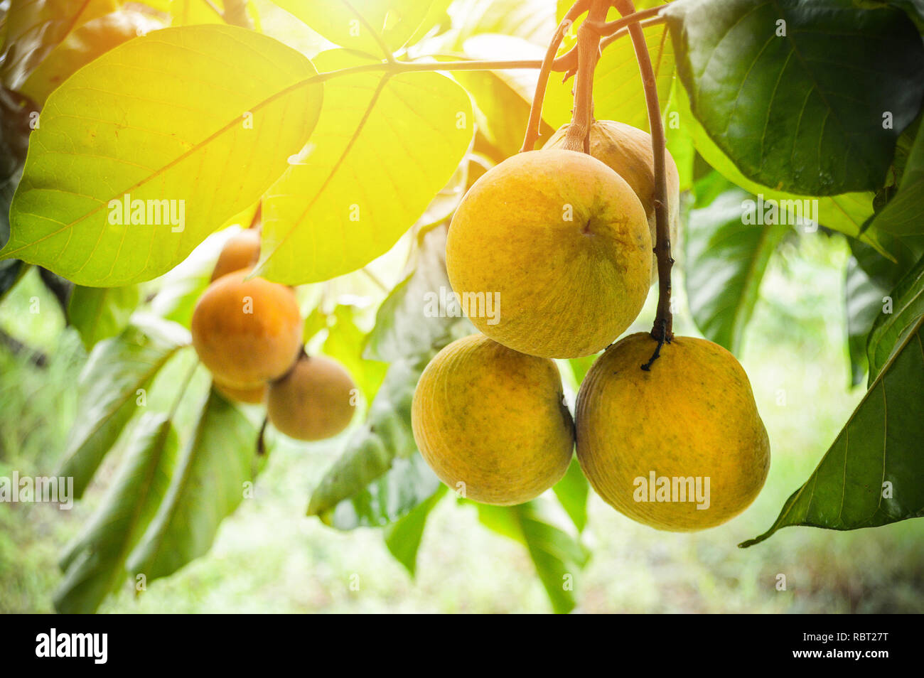 Fruits of cotton tree hi-res stock photography and images - Alamy