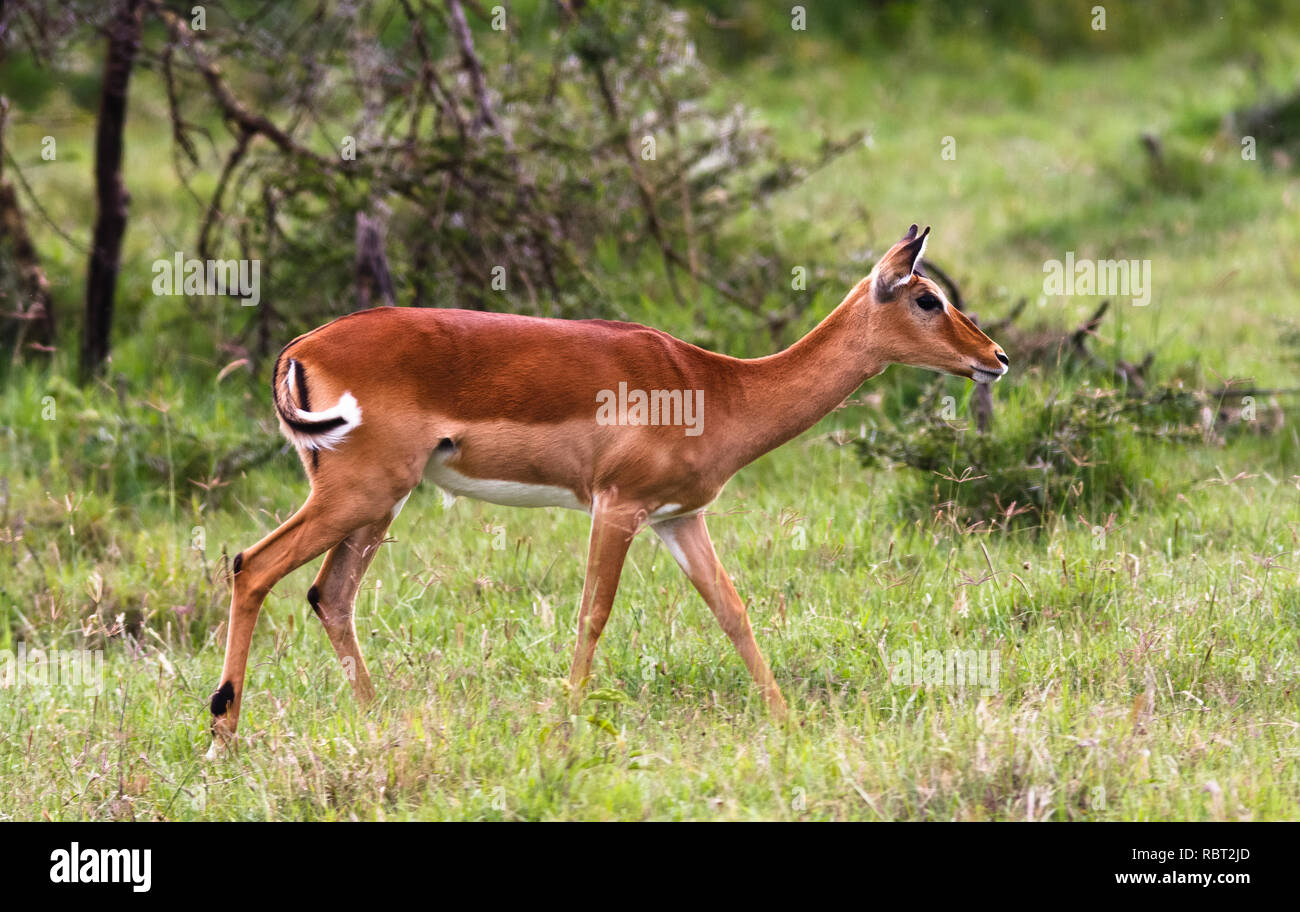 Impala in nakuru hi-res stock photography and images - Alamy