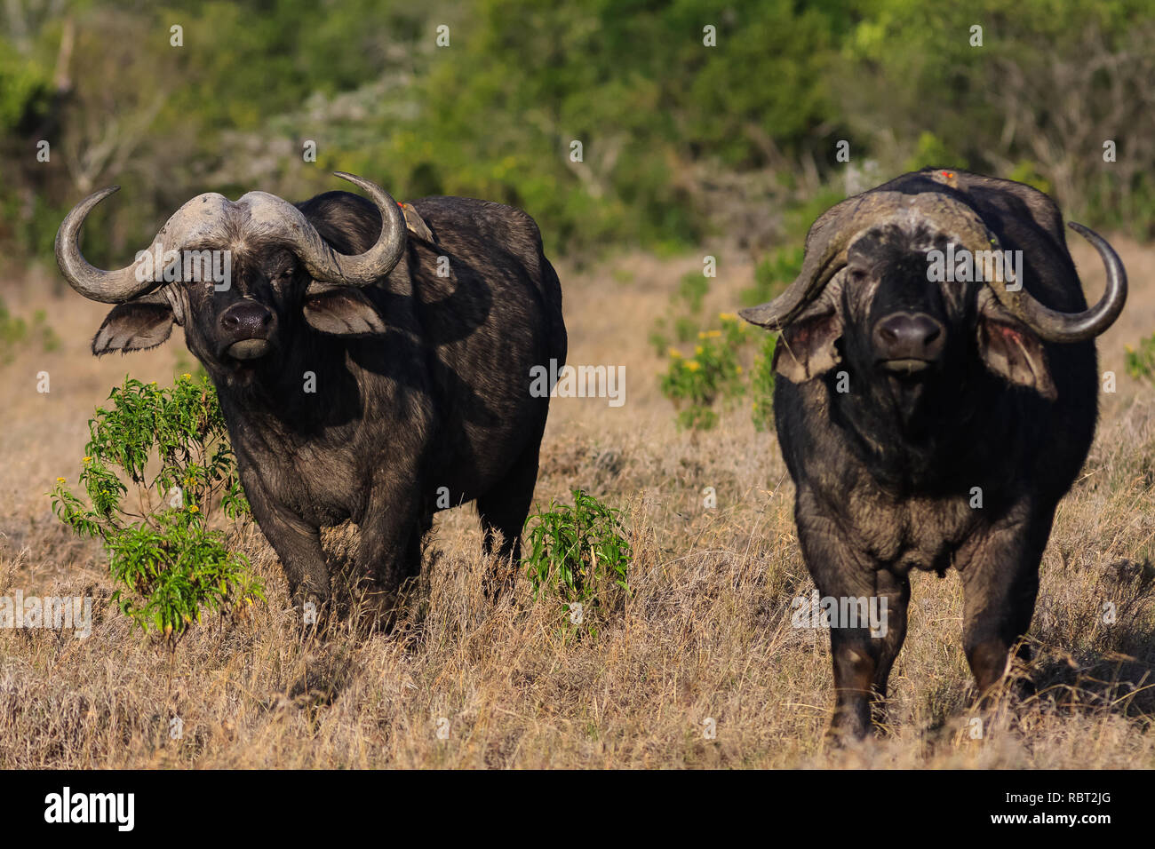 Landscape with two buffalo. Nakuru, Kenya Stock Photo - Alamy