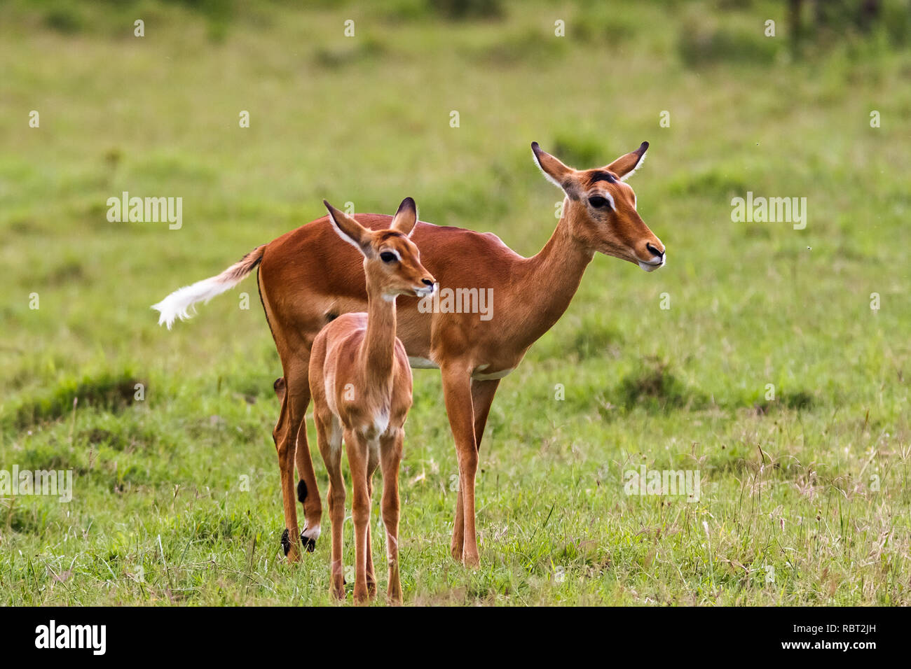 African impala with baby. Nakuru, Kenya Stock Photo - Alamy