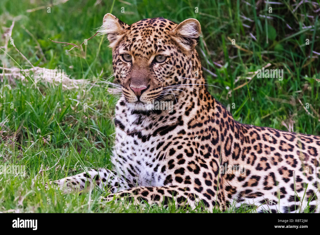Young leopard from Nakuru. Kenya, Africa Stock Photo - Alamy