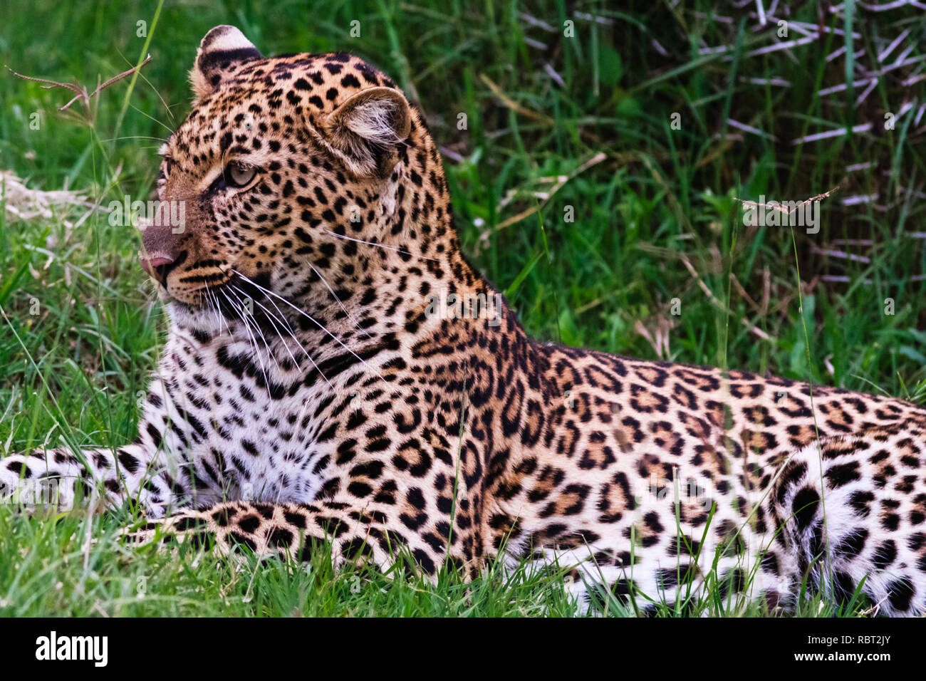 Young Leopards High Resolution Stock Photography and Images - Alamy
