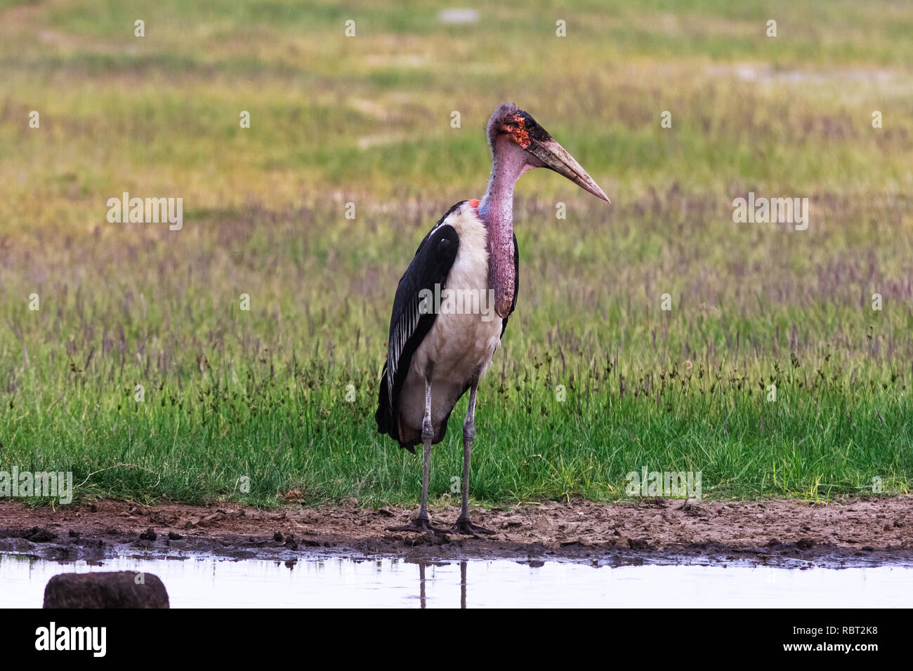 Marabou feather hi-res stock photography and images - Alamy