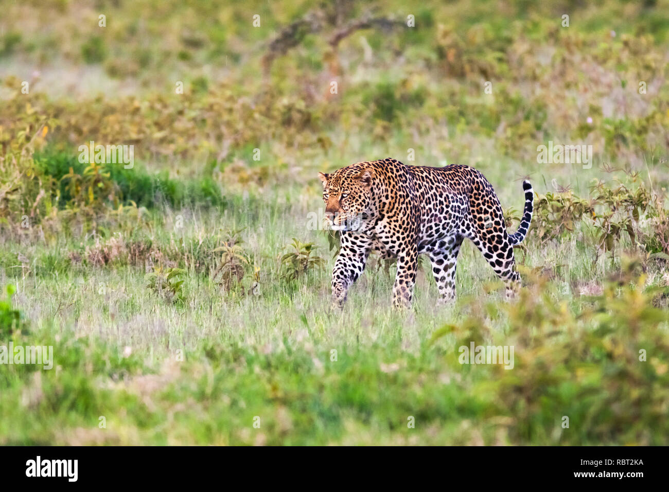 Very big cat. African leopard, Kenya Stock Photo - Alamy