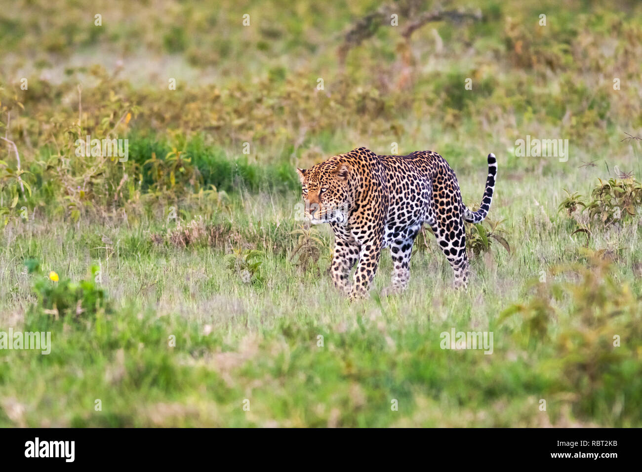 Leopard hiding in bushes in hi-res stock photography and images - Alamy
