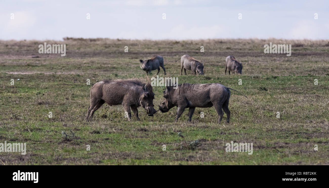 Warthog fight hi-res stock photography and images - Alamy