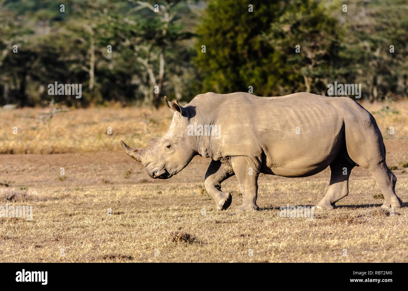 Large white rhino hi-res stock photography and images - Alamy