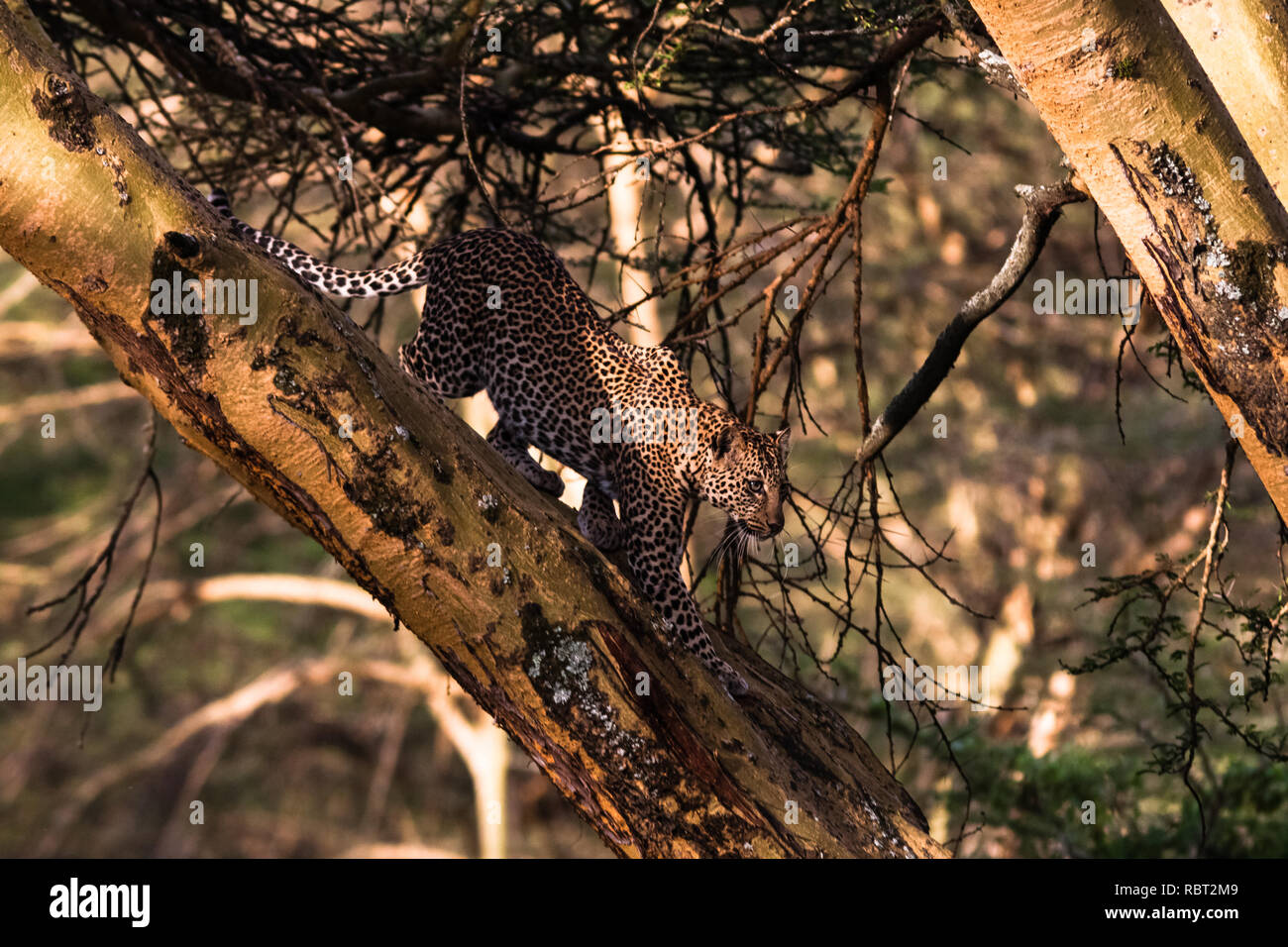 Leopard Hiding In A Tree High Resolution Stock Photography and Images ...