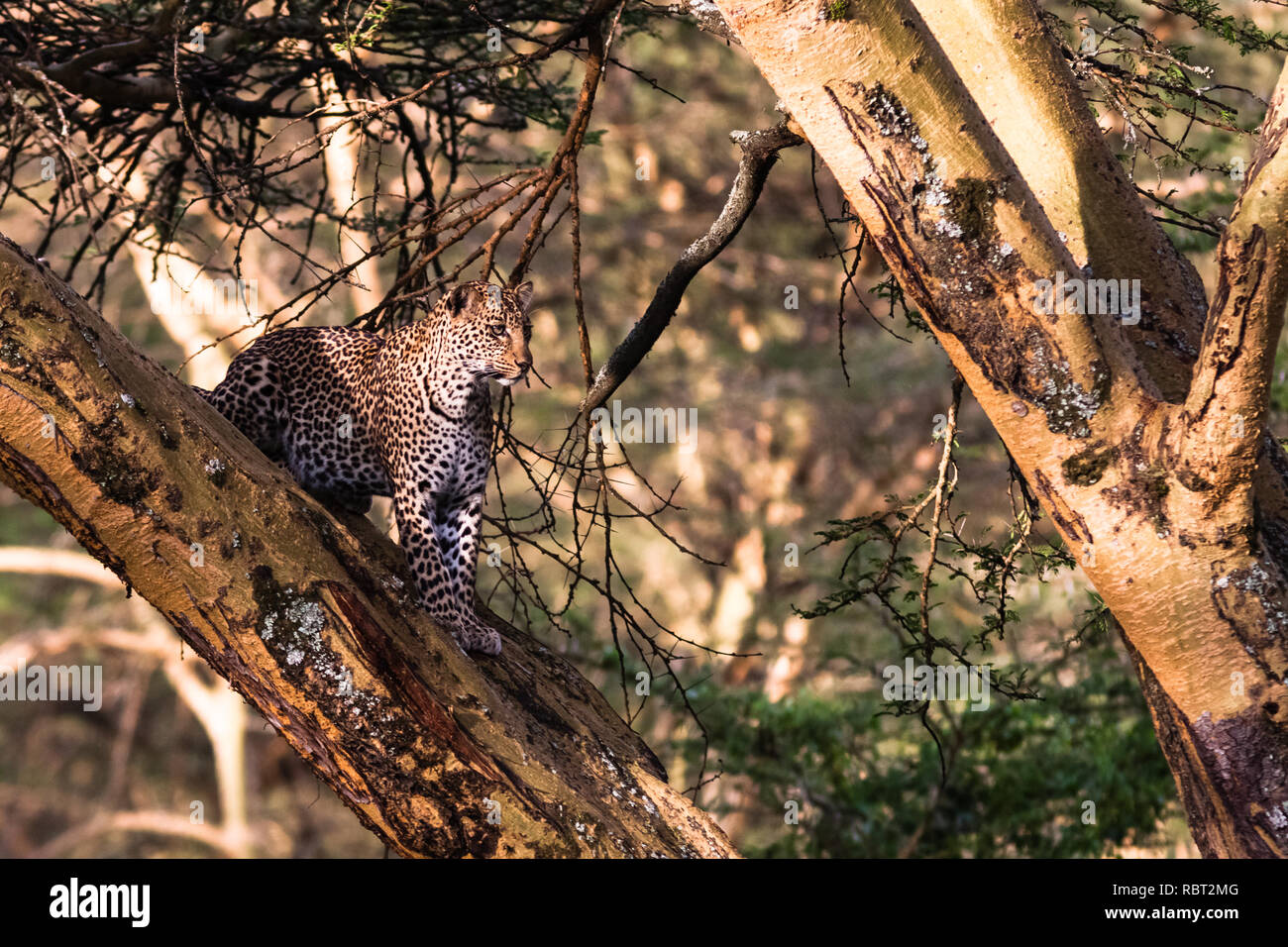 Leopard in ambush on the tree. Lake Nakuru, Kenya Stock Photo - Alamy
