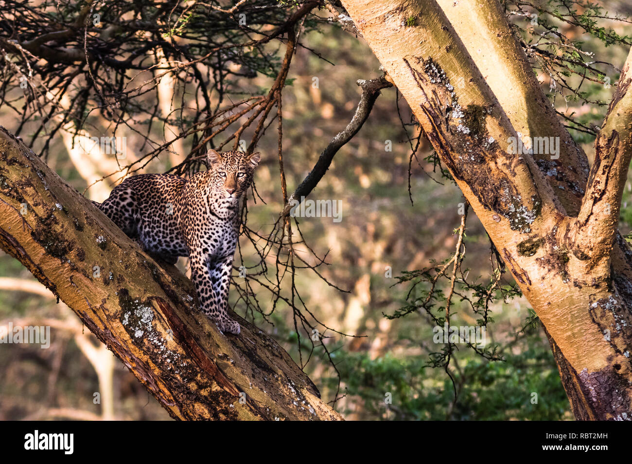 Leopard hiding hi-res stock photography and images - Alamy