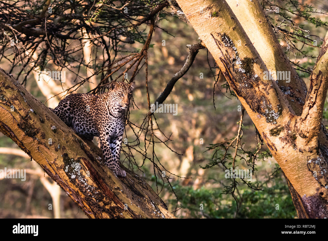 Leopard hiding on the tree. Nakuru, Africa Stock Photo - Alamy