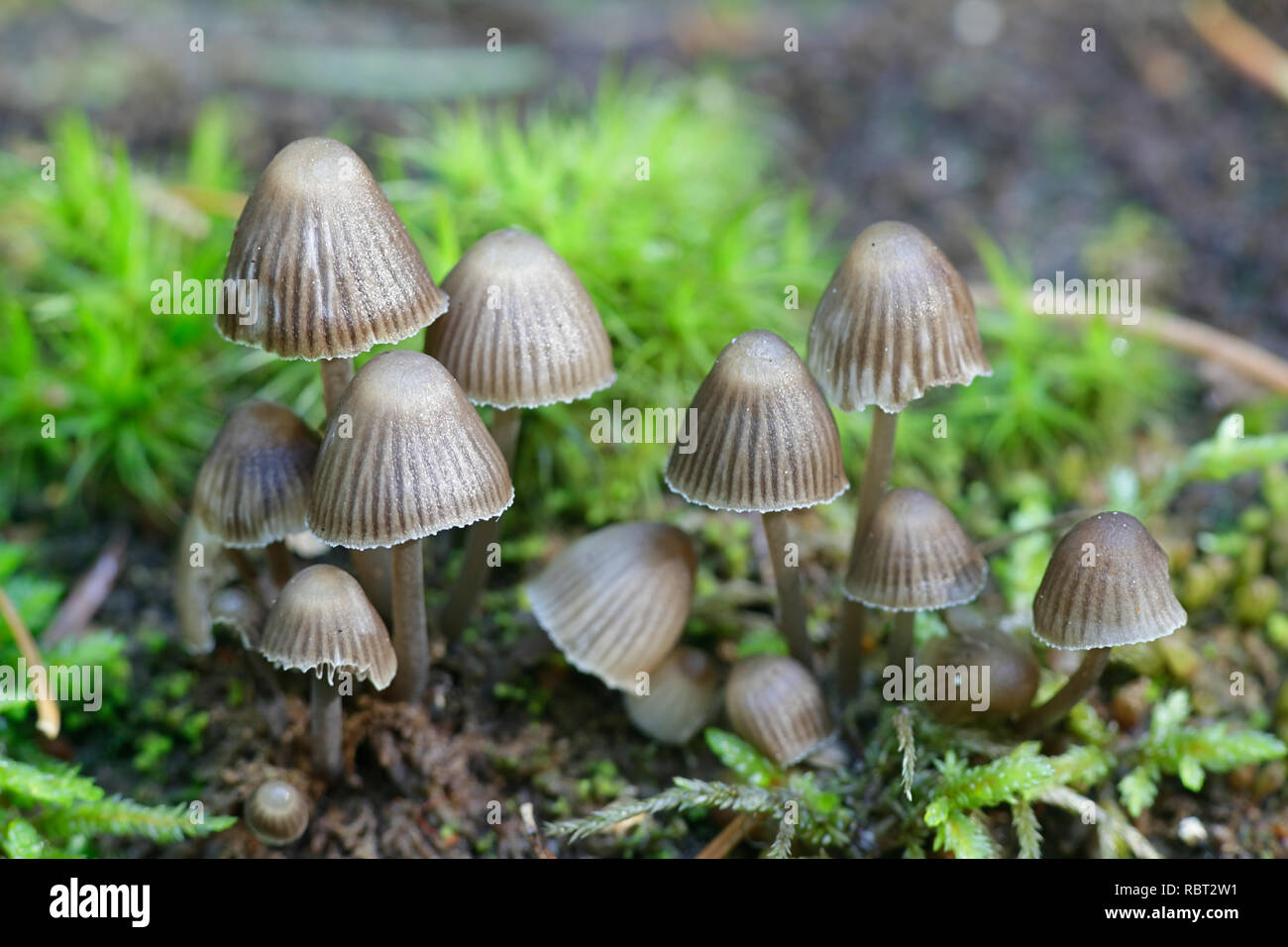 Clustered bonnet fungi hi-res stock photography and images - Alamy