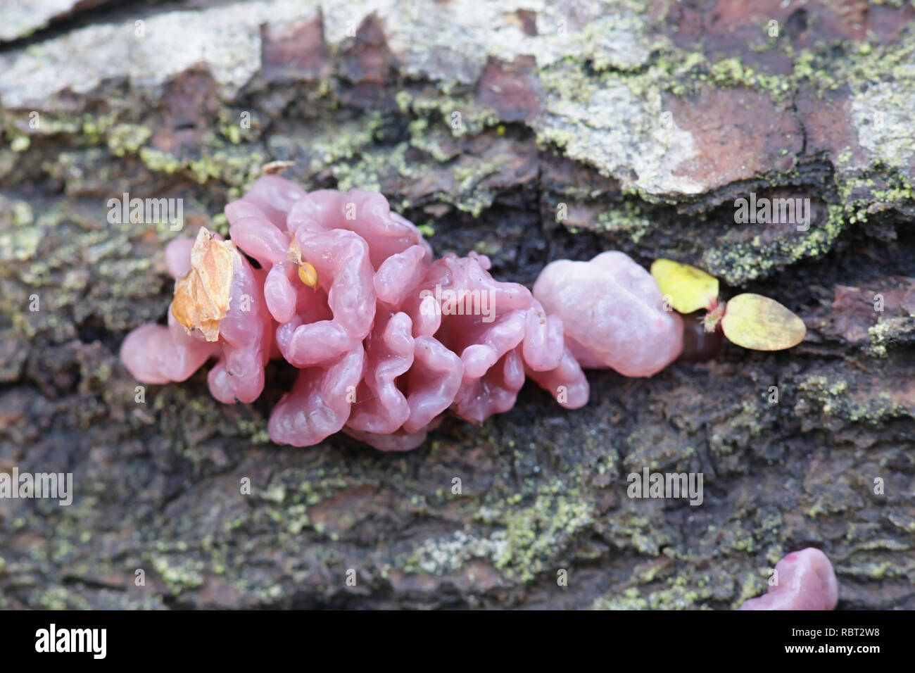 Jelly disk hi-res stock photography and images - Alamy