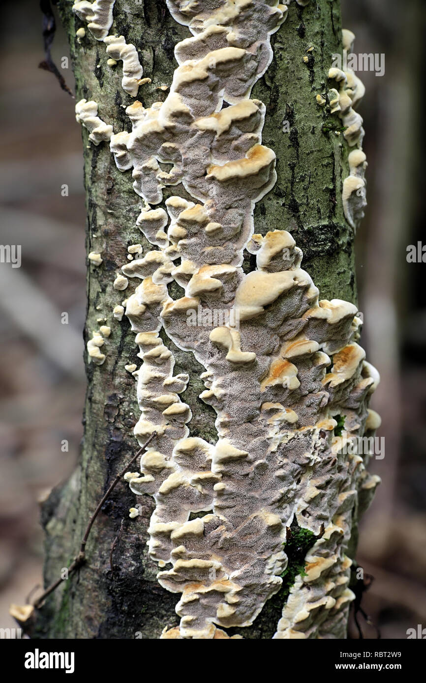 Mensularia radiata, Alder Bracket Stock Photo - Alamy