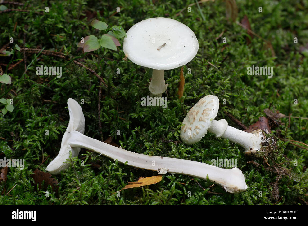 False death cap, or Citron Amanita, Amanita citrina (previously also ...