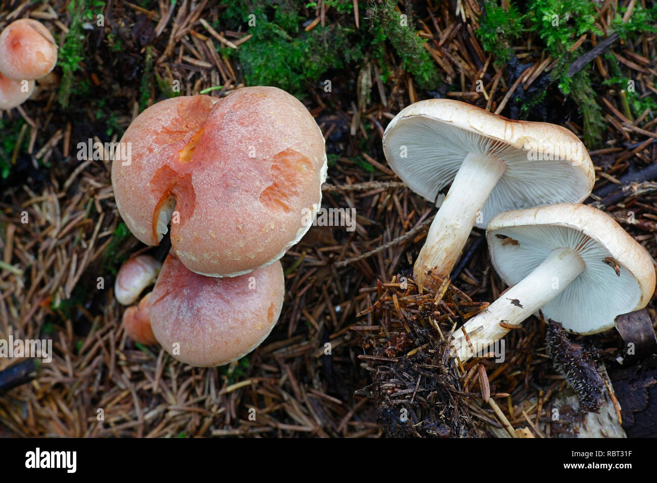 Brick tuft hypholoma lateritium hi-res stock photography and images - Alamy