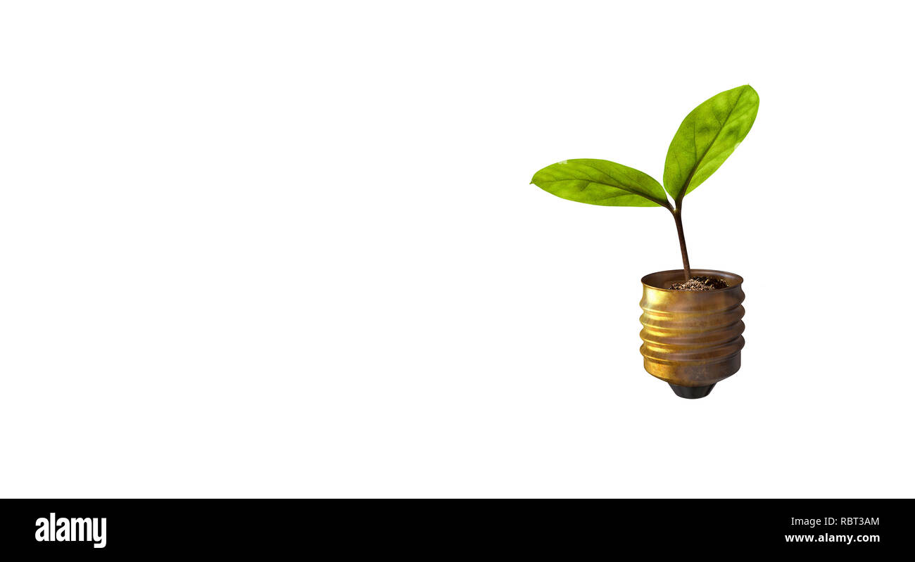 Light bulb small tree Cut Out Stock Images & Pictures - Alamy