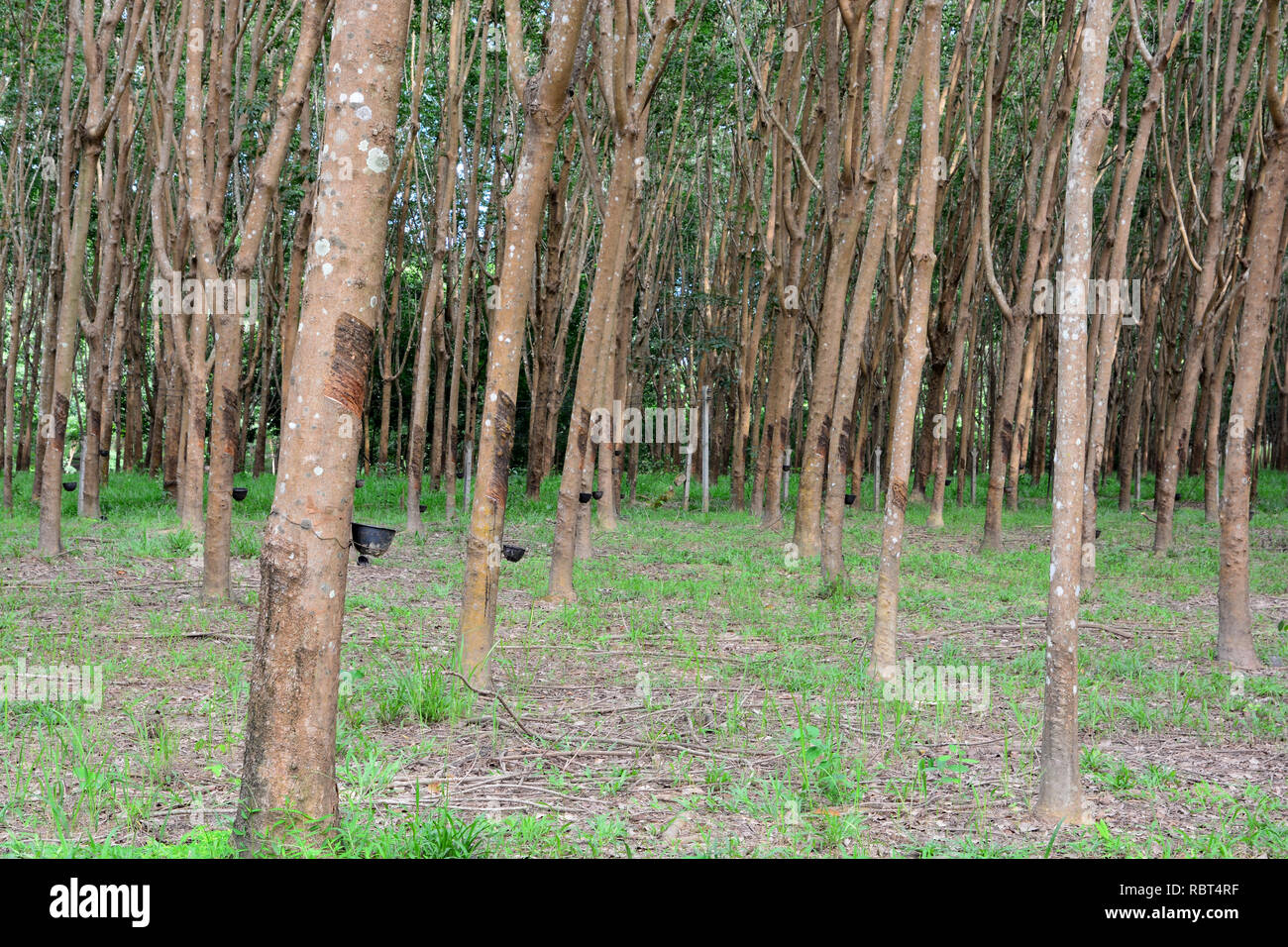 Rubberwood Tree High Resolution Stock Photography and Images - Alamy