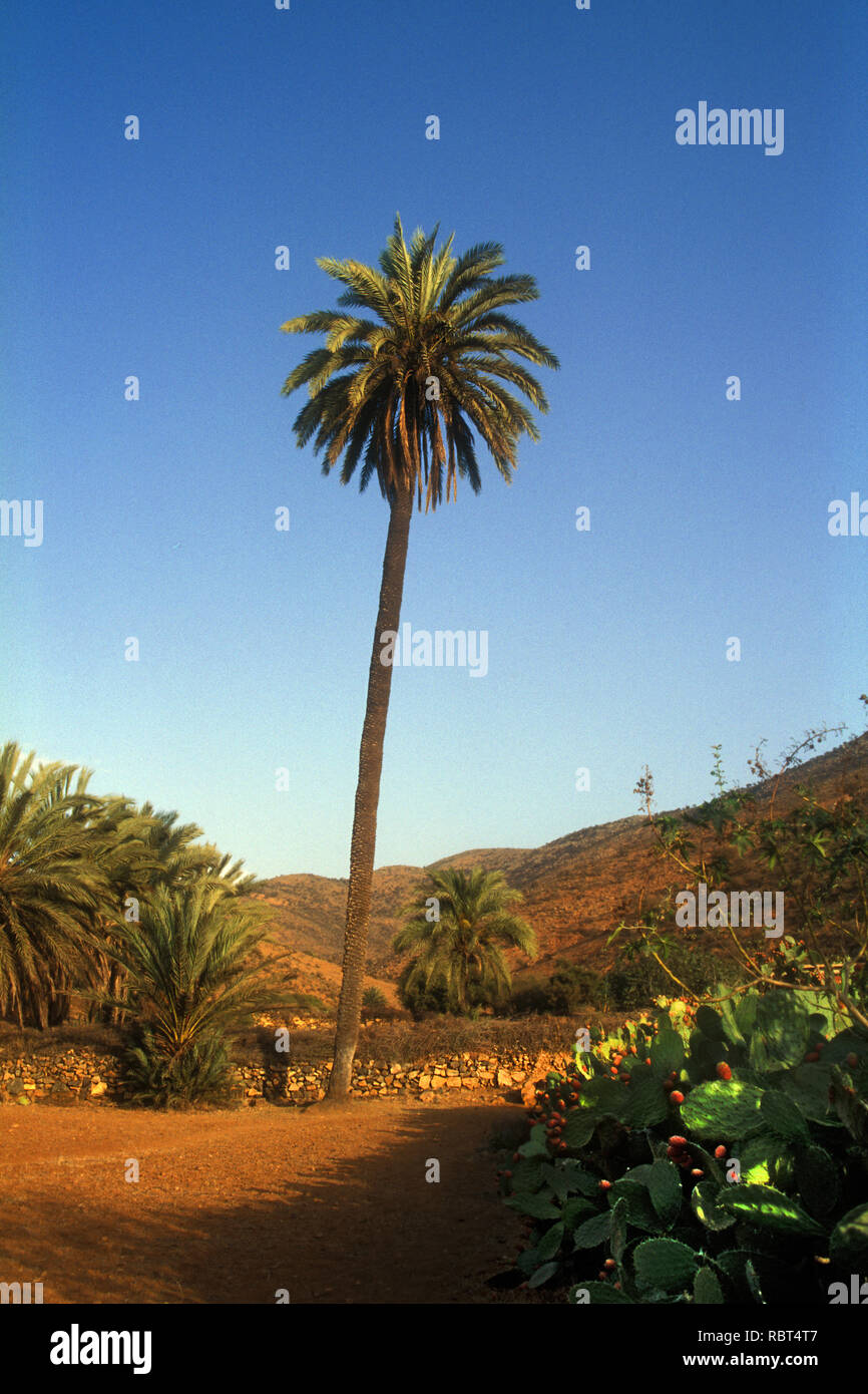 Solo Palm in Morocco Stock Photo - Alamy