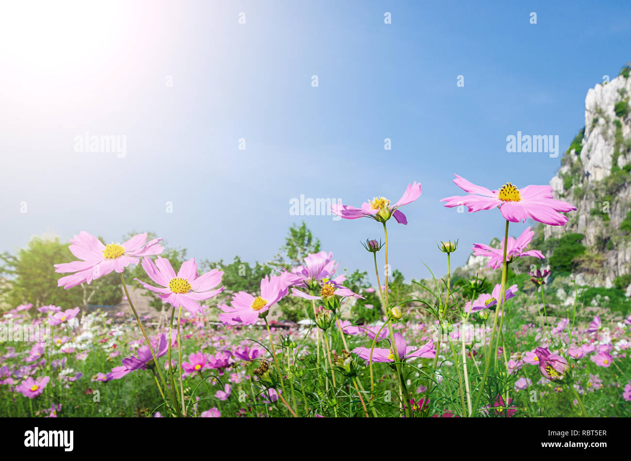 Landscape nature background of beautiful pink and red cosmos flower field on blue sky background ...