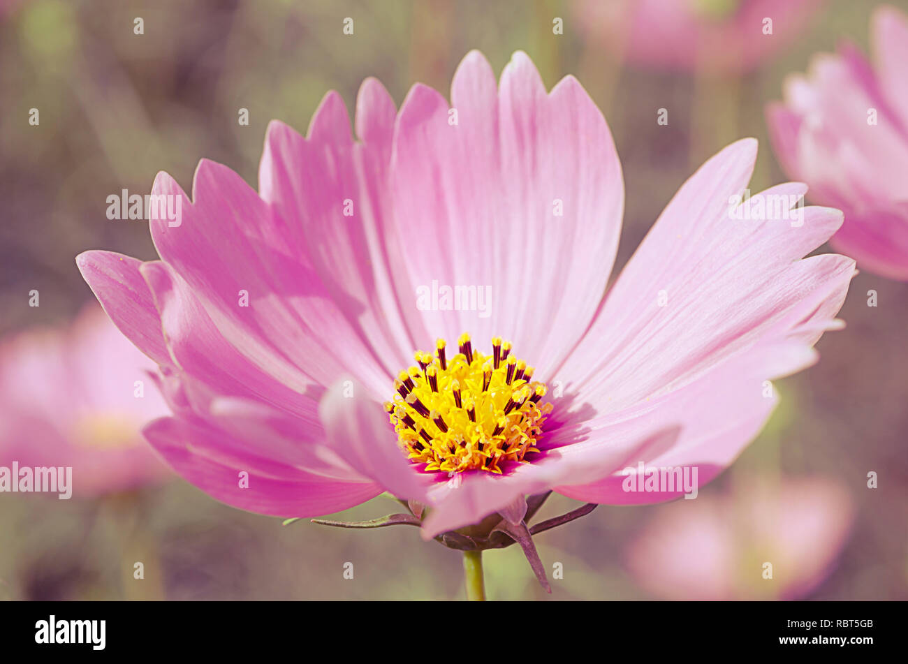 Beautiful pink cosmos flowers background in vintage style Stock Photo ...
