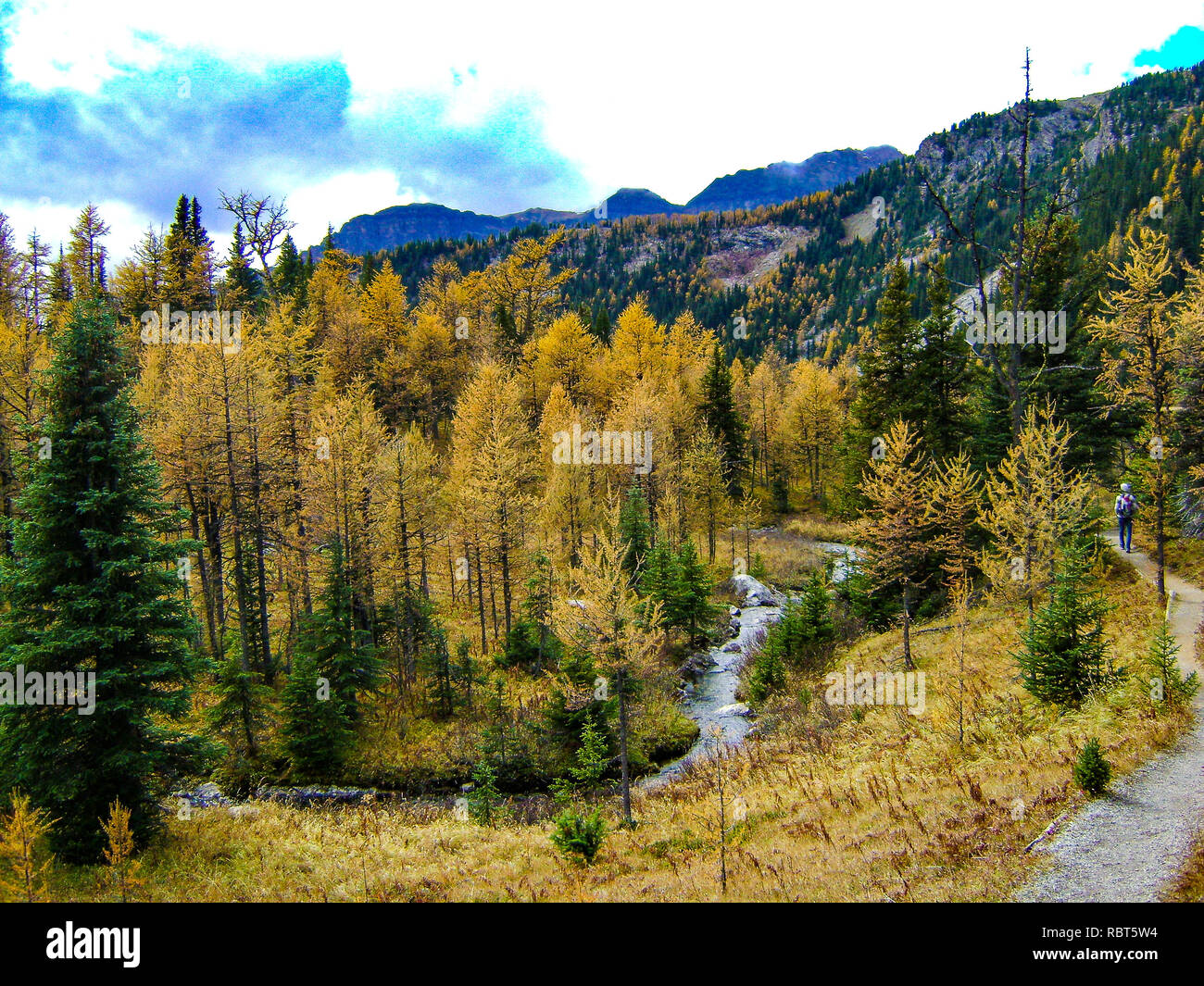 Autumn larch trees in the mountains of Sunshine Meadows Stock Photo - Alamy