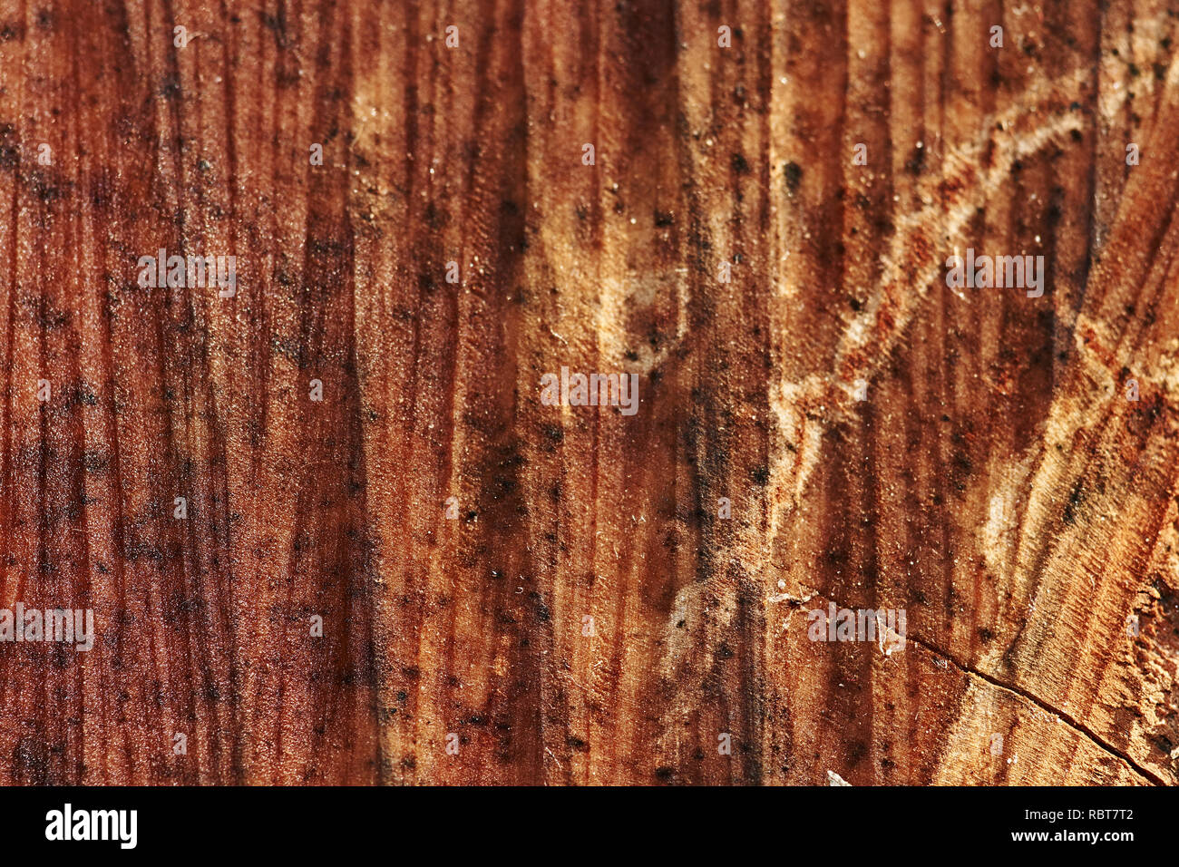 Beautiful texture of apple tree. The bark is removed from the tree ...