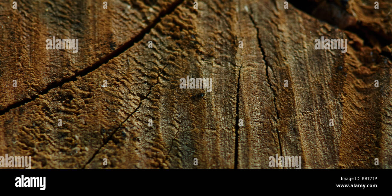 Beautiful texture of apple tree. The bark is removed from the tree ...