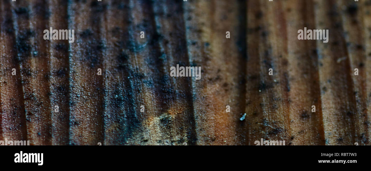 Beautiful texture of apple tree. The bark is removed from the tree ...