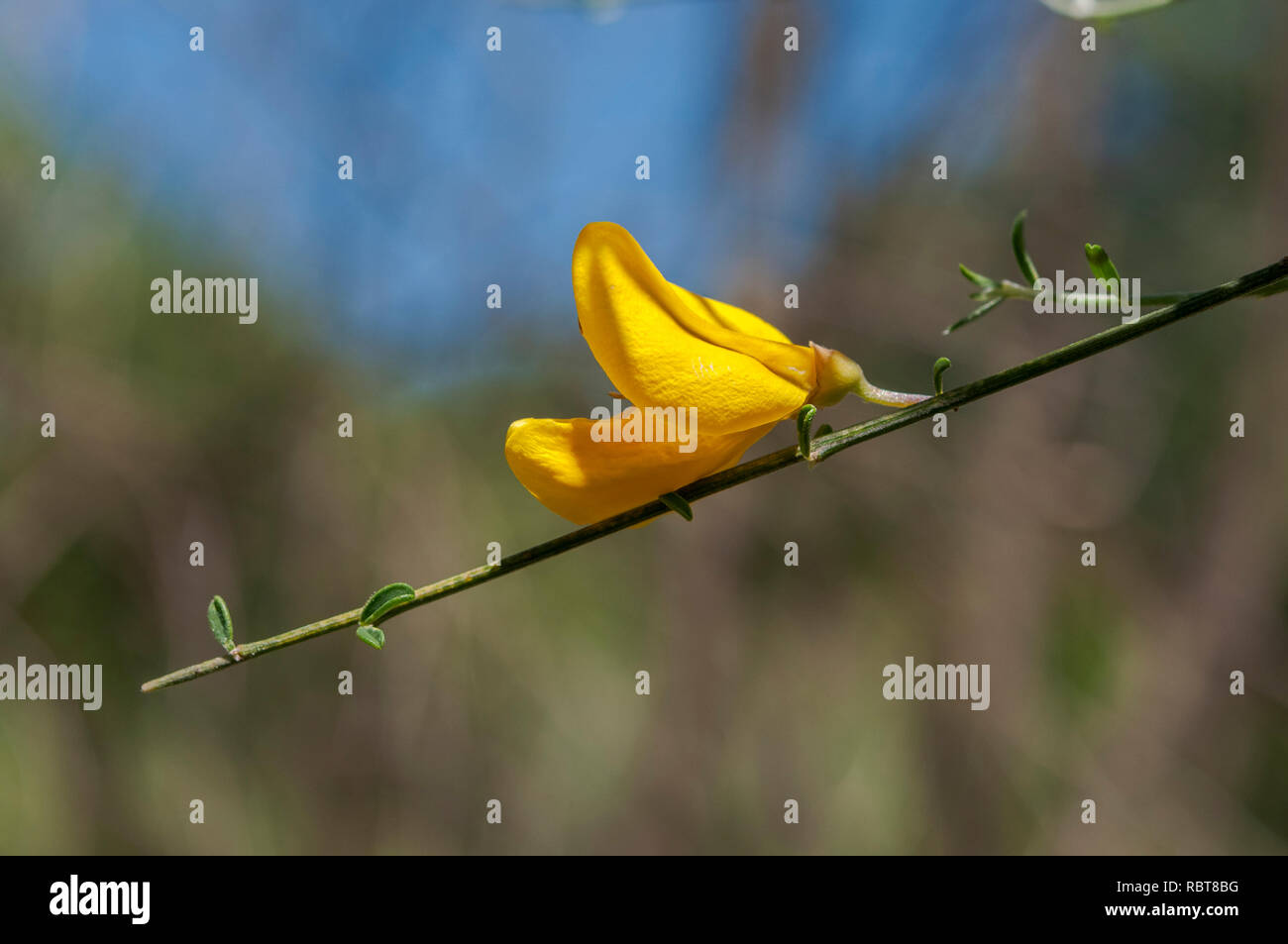 Flower of Common broom, Cytisus scoparius. It is a leguminous shrub ...