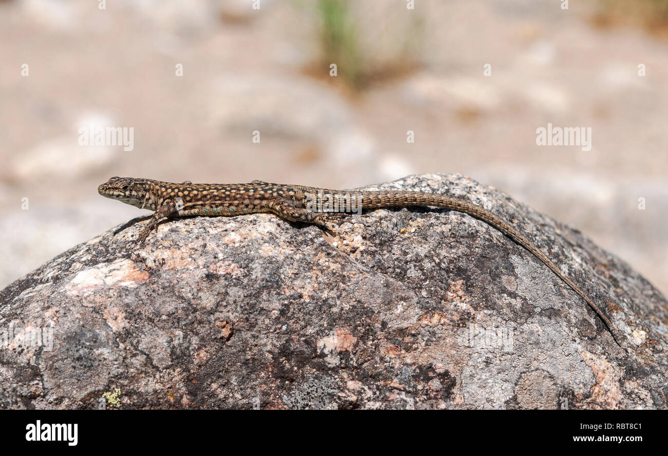 Iberian wall lizard, Podarcis hispanica, on a rock. Photo taken next to ...