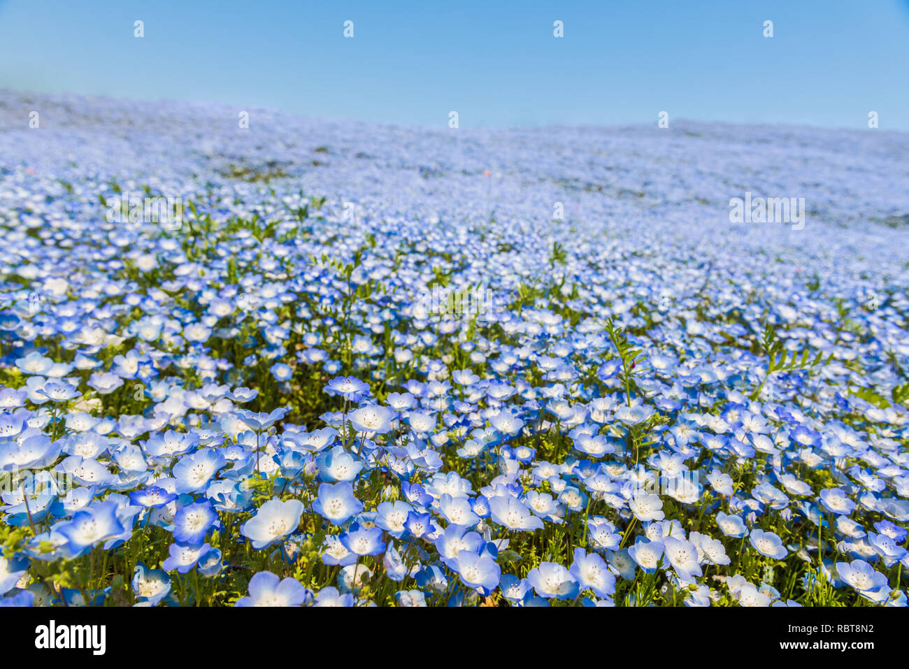 Nemophila flowers at Hitachi Seaside Park, Japan (Baby blue eyes Stock ...