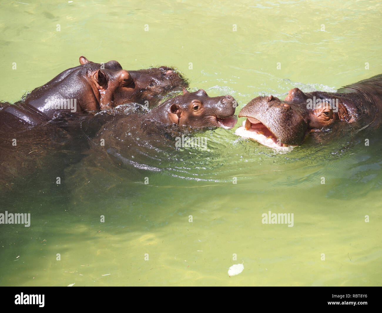 Animals fighting in the wild hi-res stock photography and images - Alamy