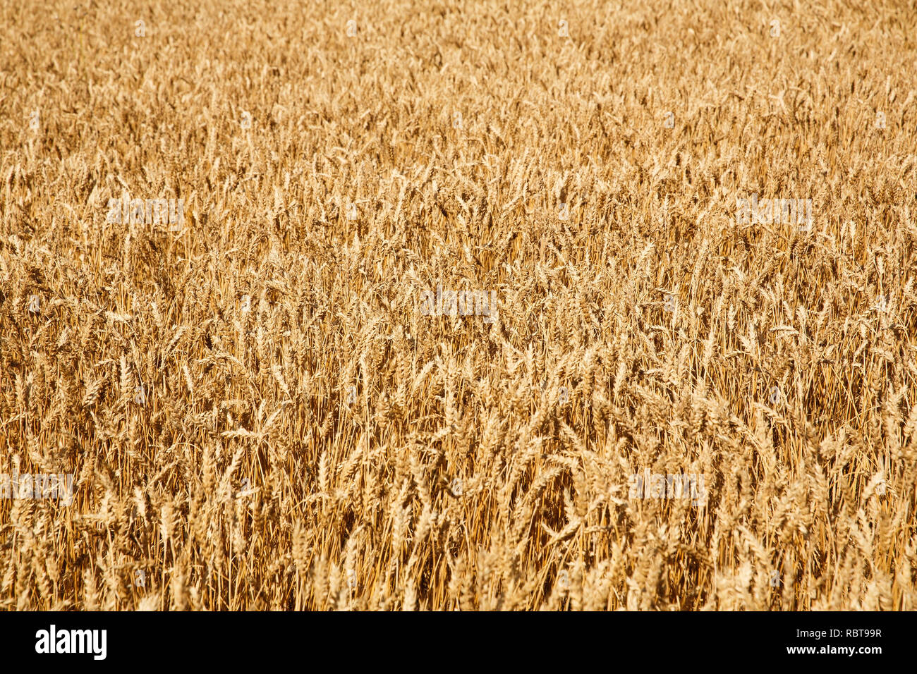 Agricultural background image hi-res stock photography and images - Alamy